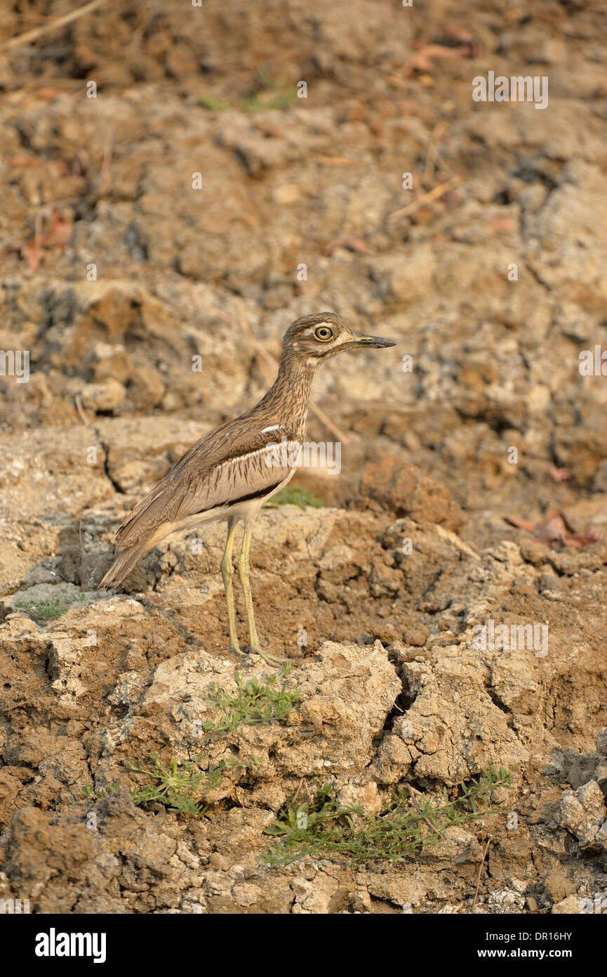 African dikkop hi-res stock photography and images - Alamy