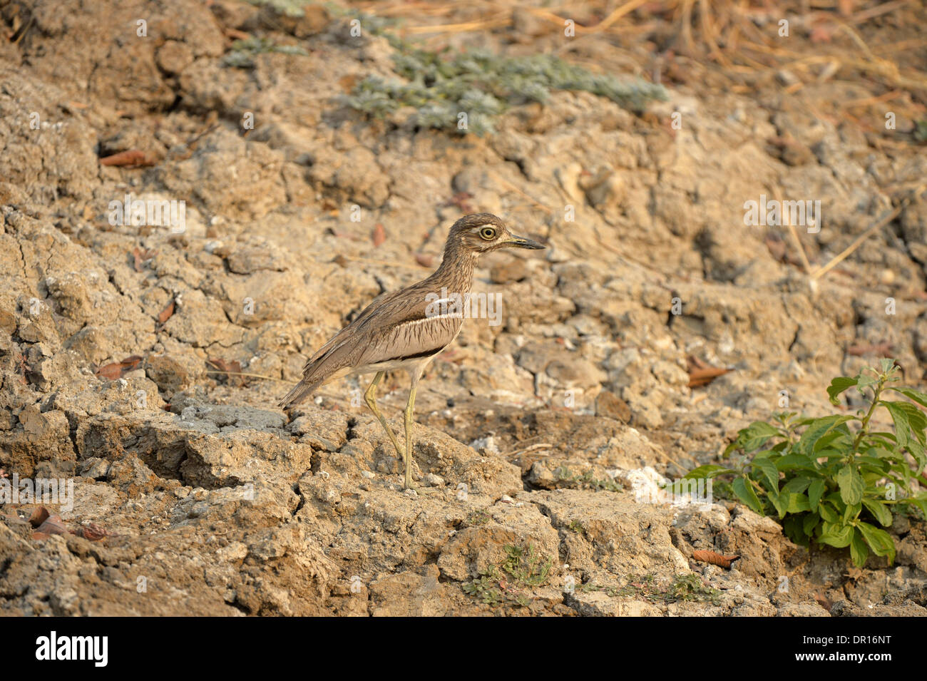 Water Thick-knee or Water Dikkop (Burhinus vermiculatus) walking on dry ...