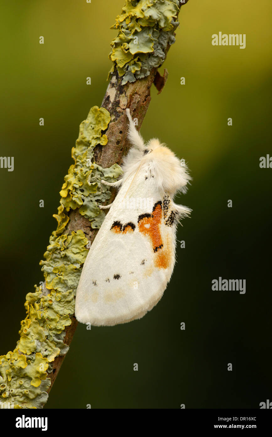 Moth white moth hi-res stock photography and images - Alamy