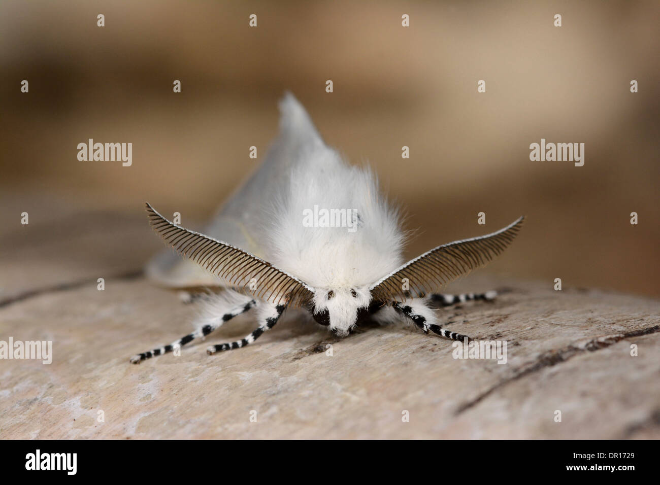 Satin Moth High Resolution Stock Photography and Images - Alamy
