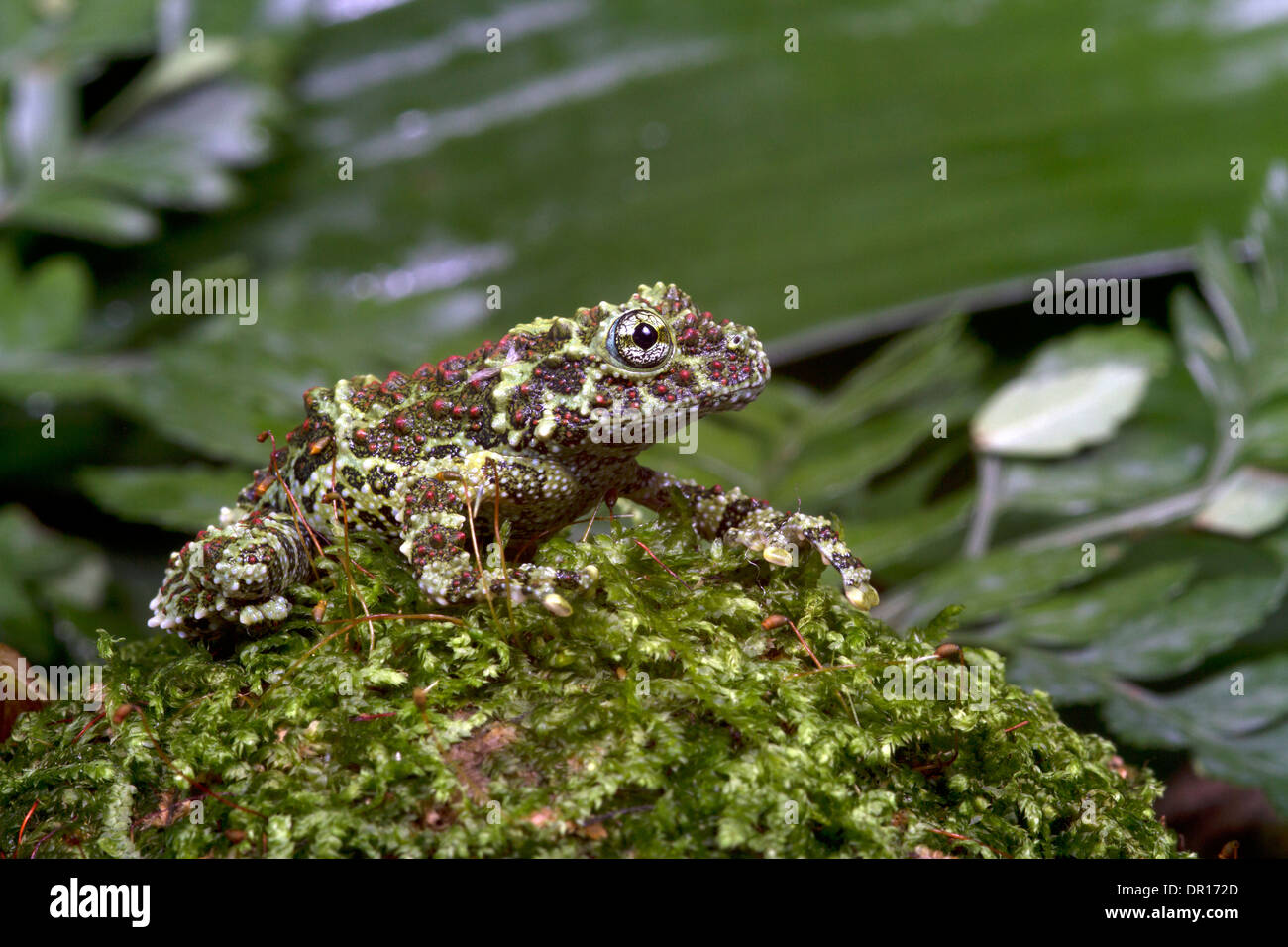 Vietnamese Mossy Frog (Theloderma corticale Stock Photo - Alamy