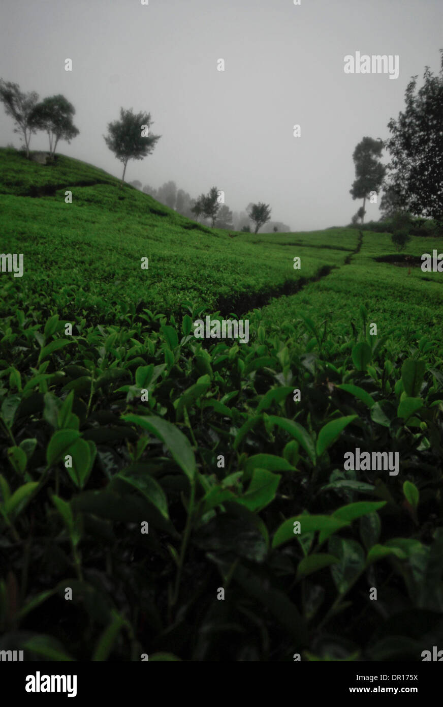 Rahman tea hi-res stock photography and images - Alamy