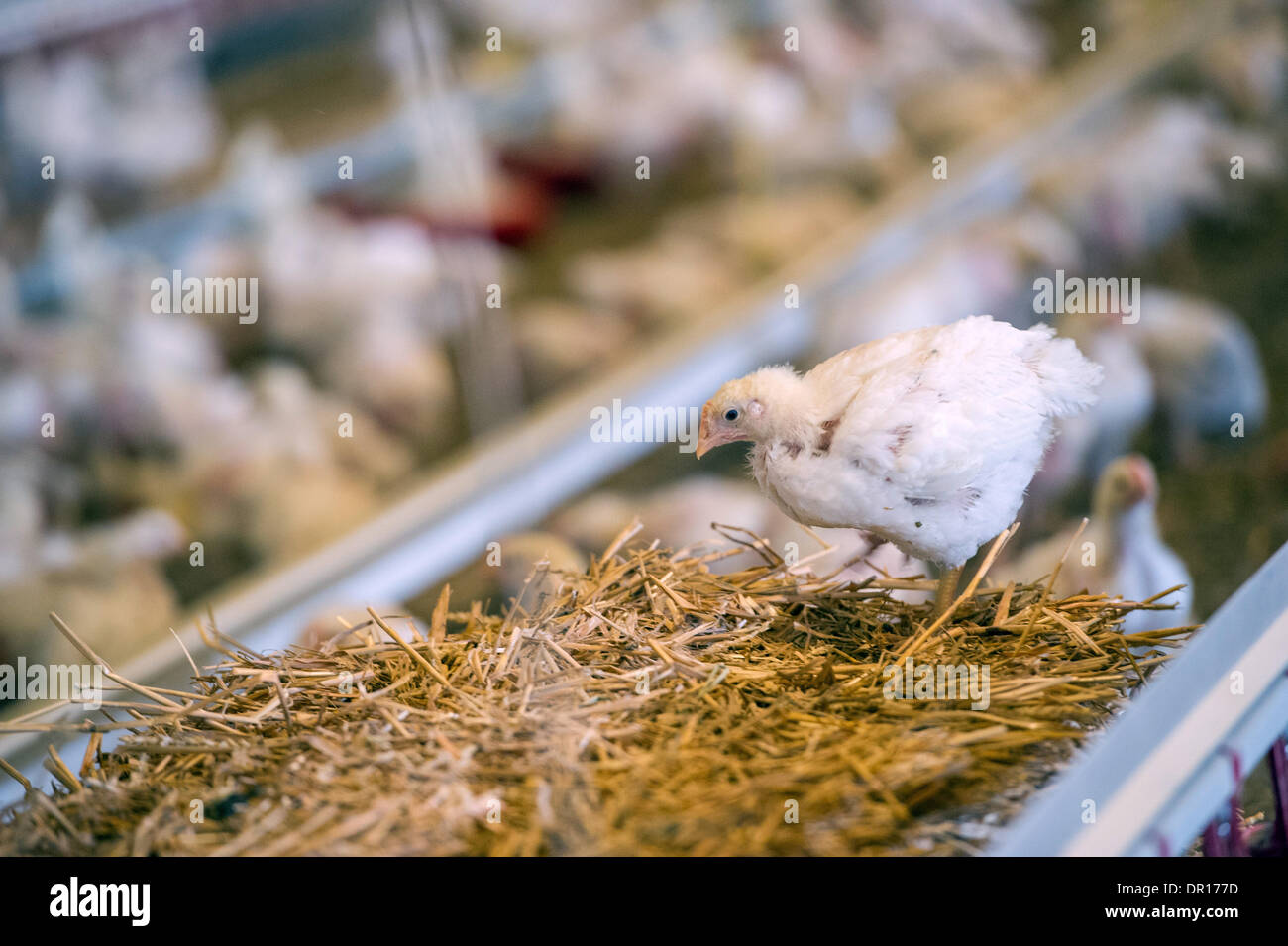Chicken stable hi-res stock photography and images - Alamy