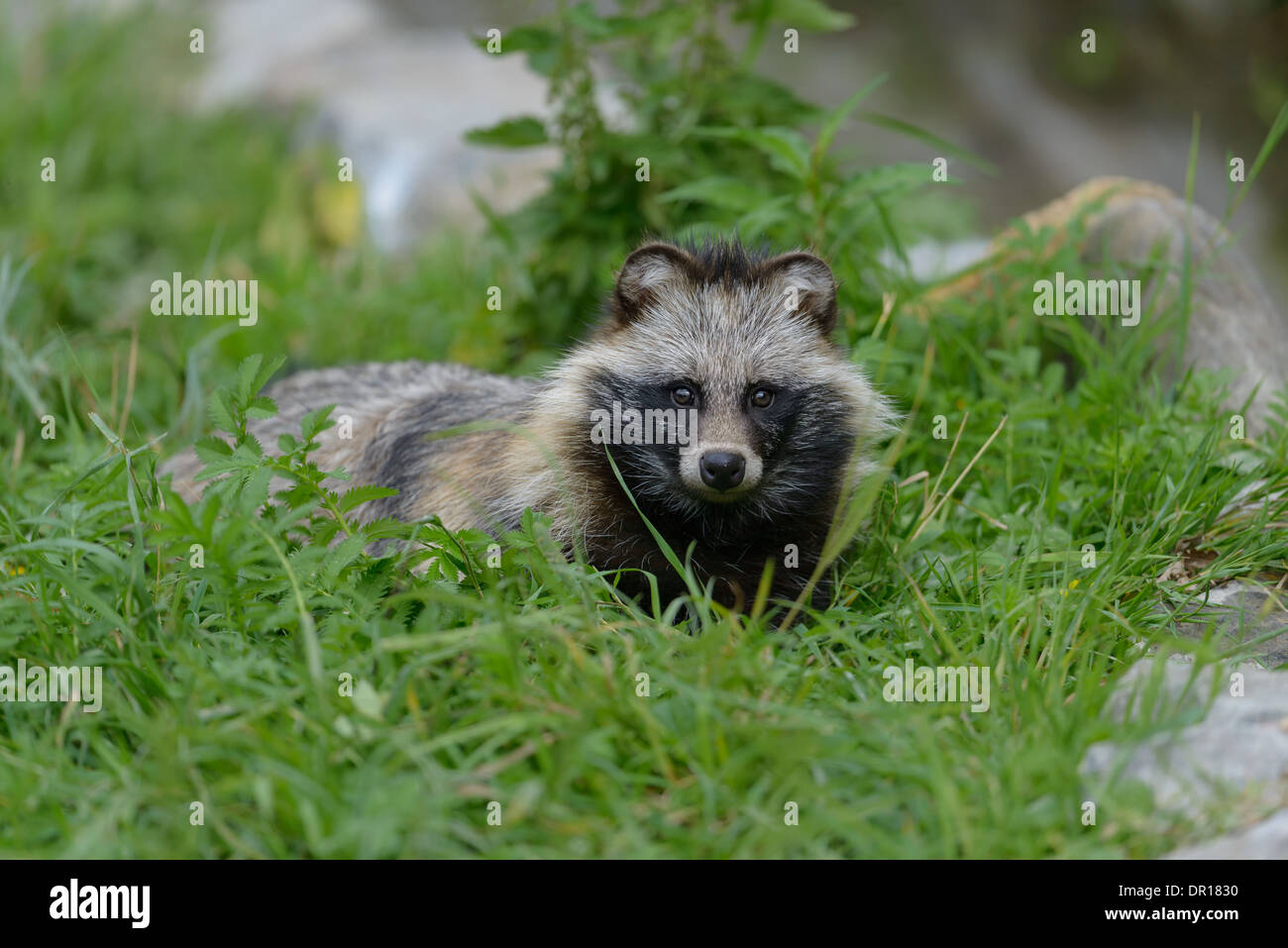 Marderhund, Nyctereutes procyonoides, European Raccoon Dog Stock Photo ...