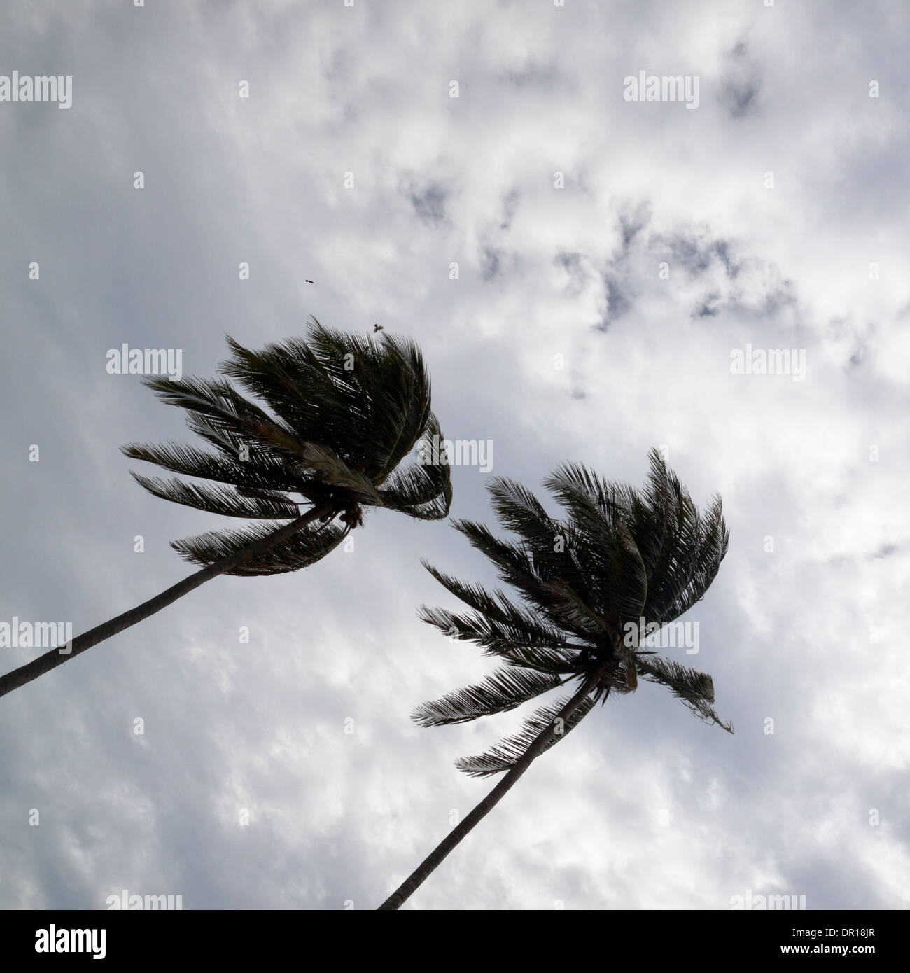 Strong wind trees hi-res stock photography and images - Alamy