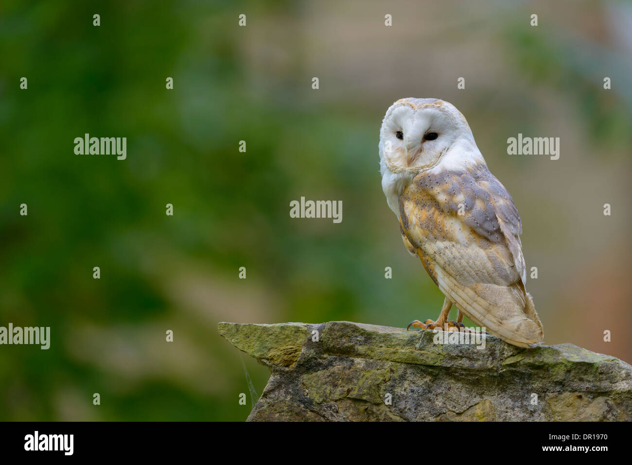 Schleiereule, Tyto alba, Barn Owl Stock Photo - Alamy
