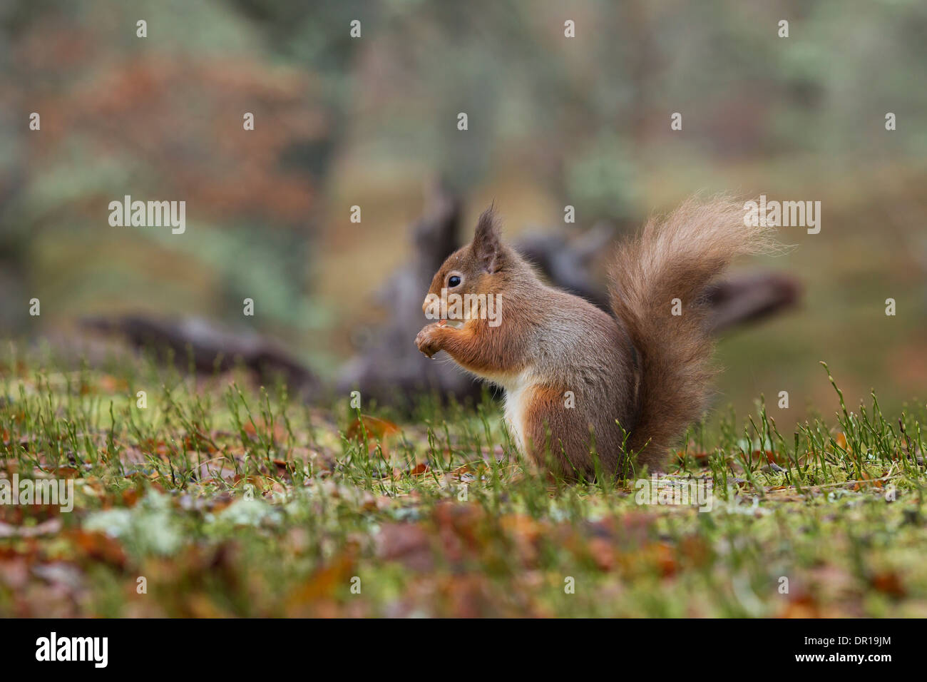 Red Squirrel (Sciurus vulgaris) - UK Stock Photo - Alamy