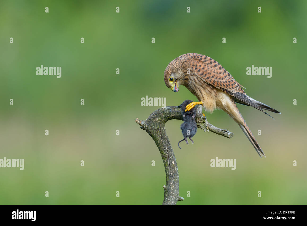 Kestrel with prey hi-res stock photography and images - Alamy