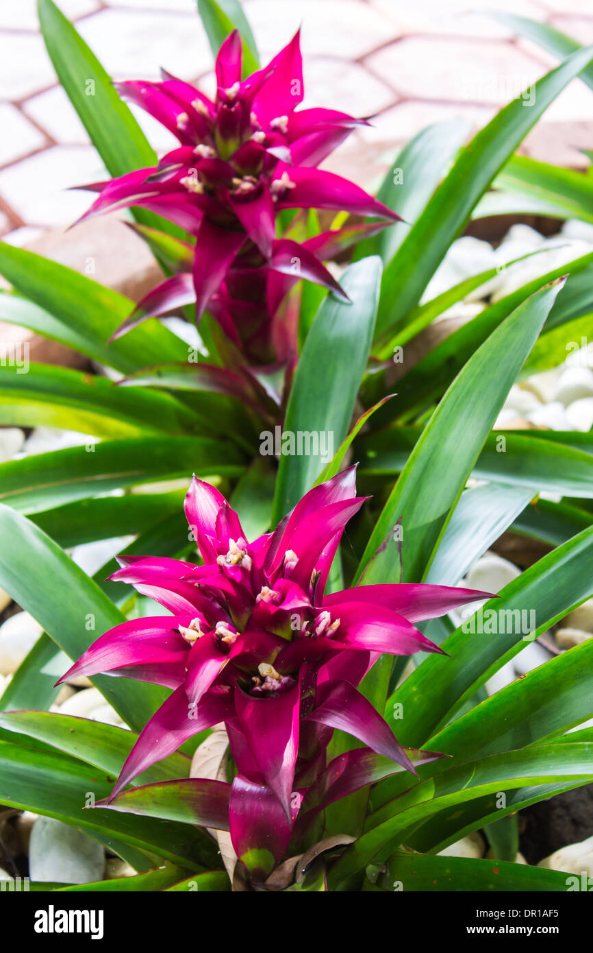 Pink bromeliad hi-res stock photography and images - Alamy