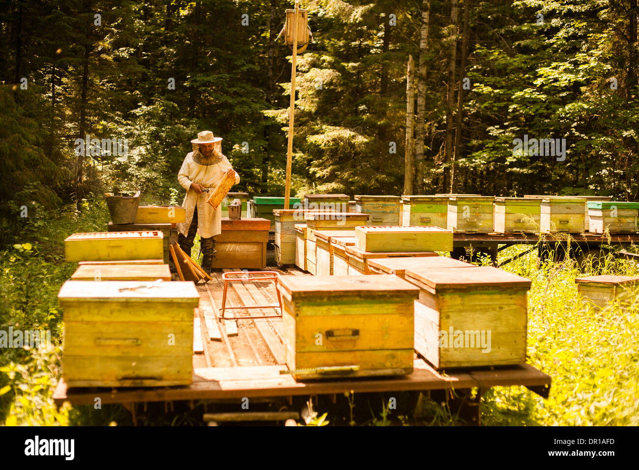 Beekeeper standing hi-res stock photography and images - Alamy