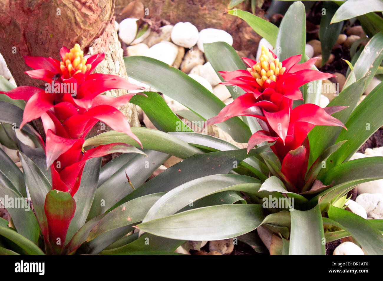 Green and red bromeliad hi-res stock photography and images - Alamy
