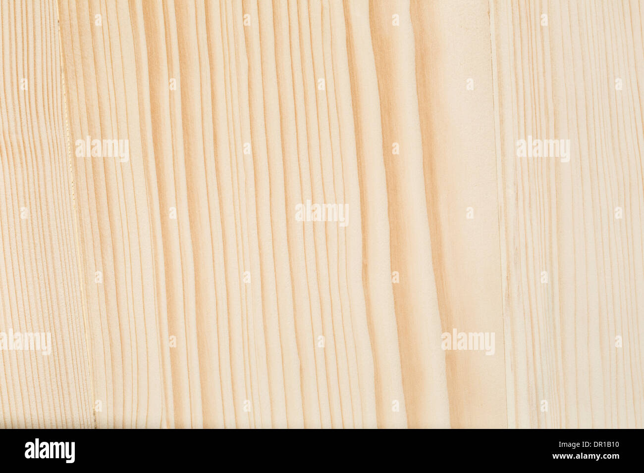 Annual rings of pine tree in different sizes in yellow color Stock ...