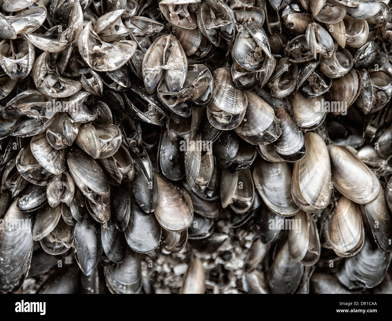 Old Mussel Shells Found Around The Harbour At Gairloch, Scotland Stock ...