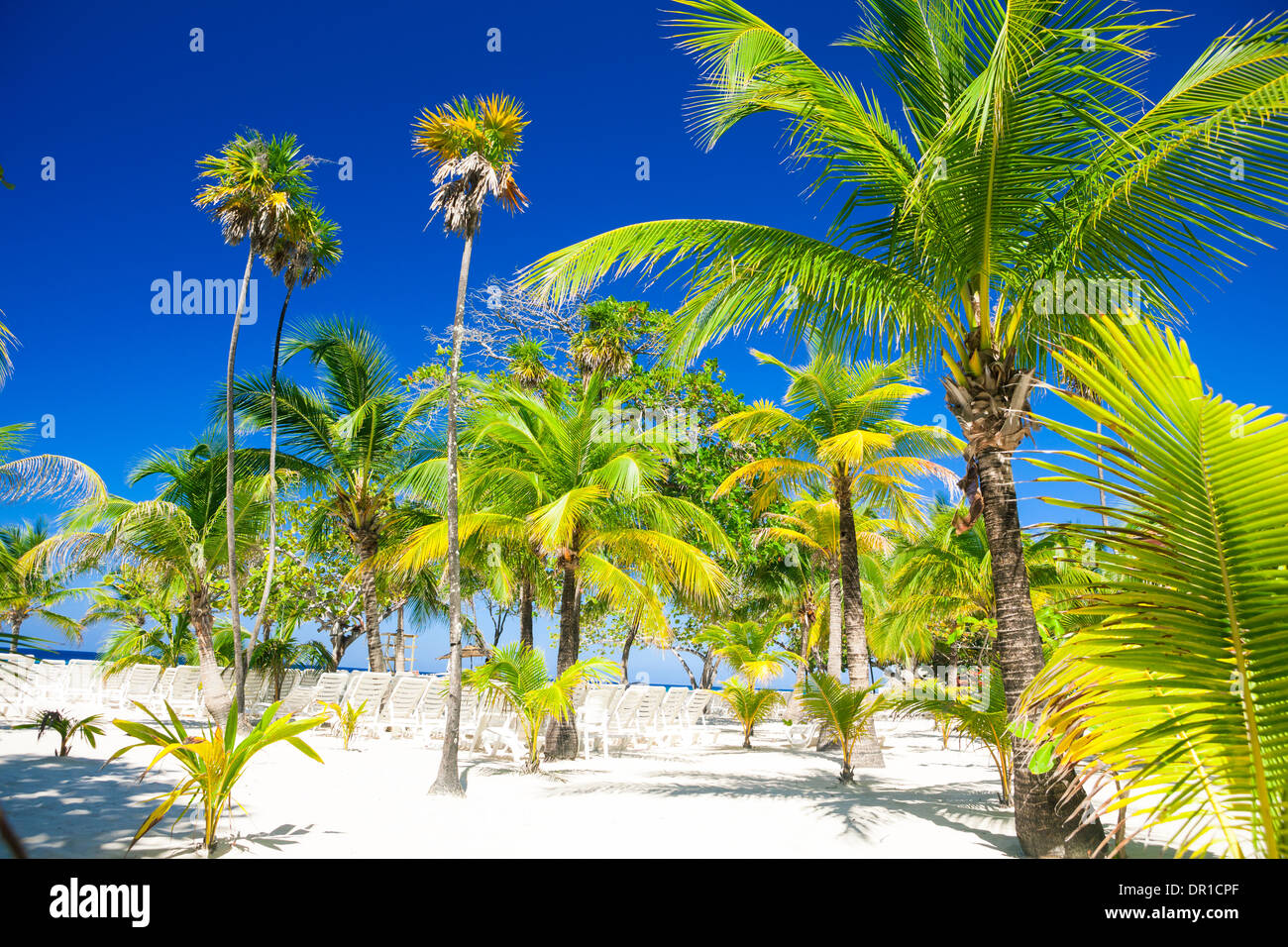 Roatan honduras beach palm trees hi-res stock photography and images ...