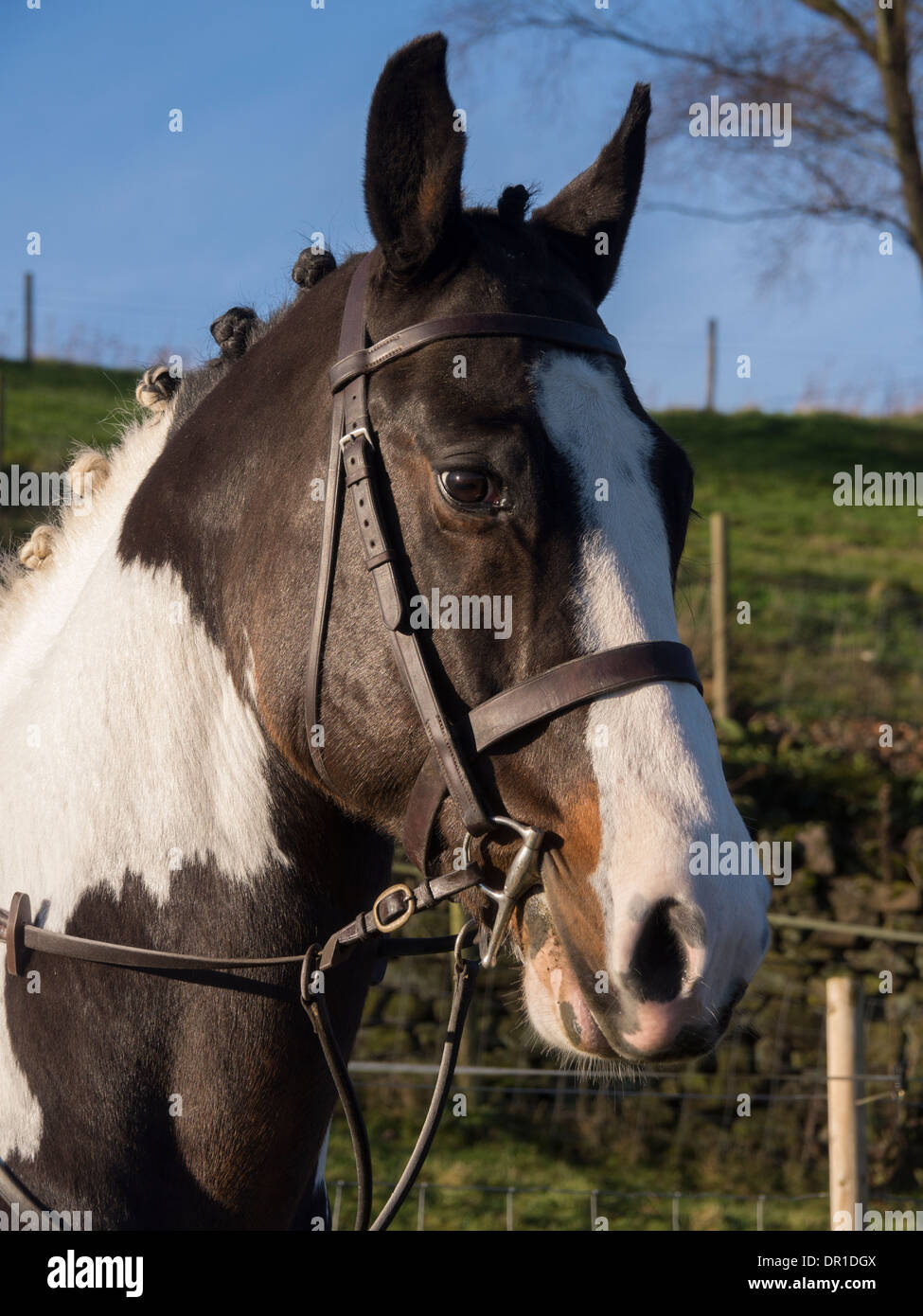 Barlow Hunt High Resolution Stock Photography and Images - Alamy