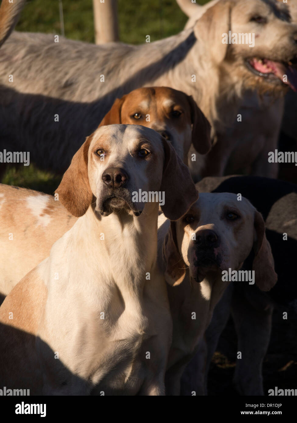 Barlow hunt hi-res stock photography and images - Alamy