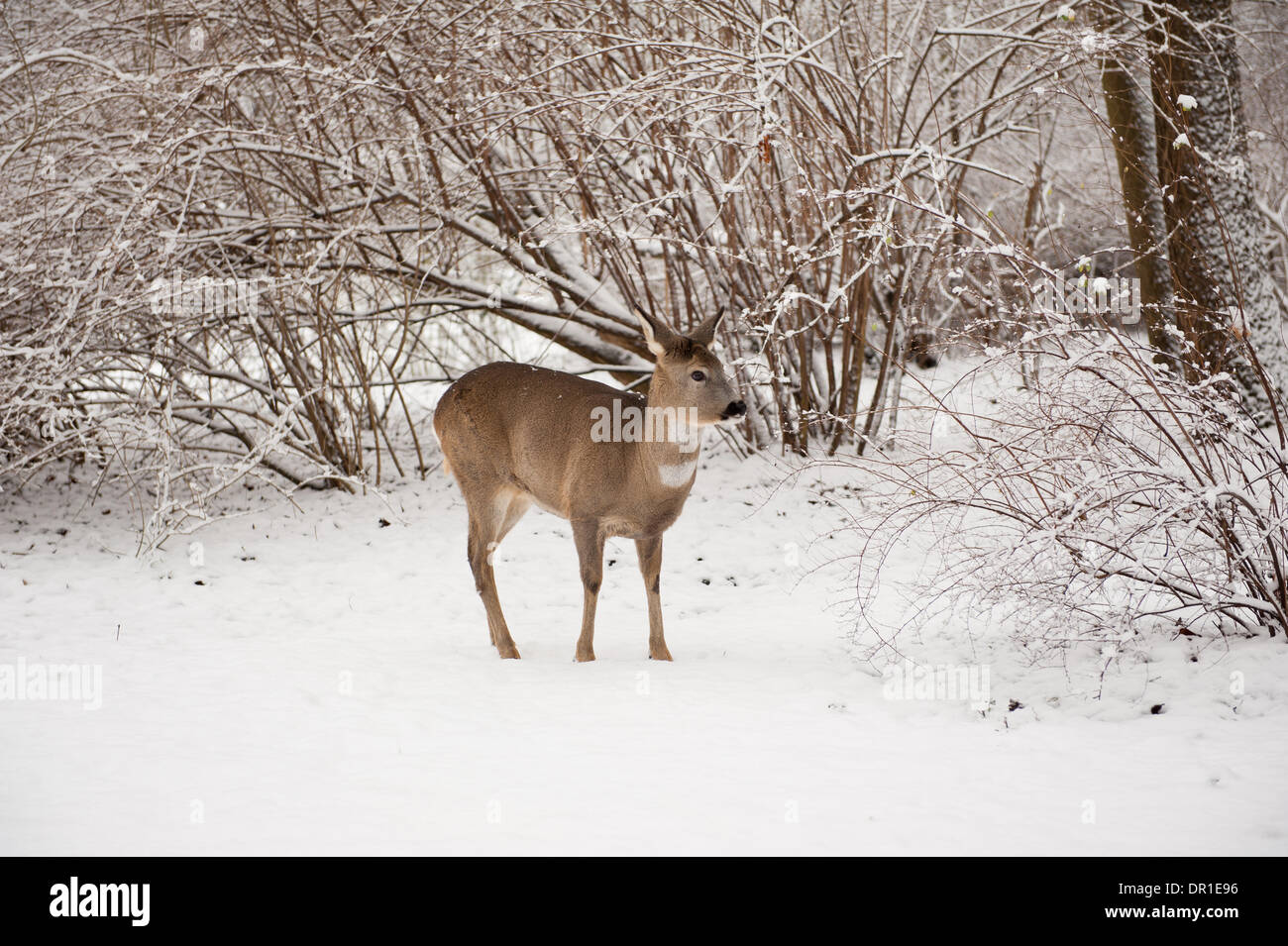 doe search food in snow in Baths Royal Park Stock Photo - Alamy