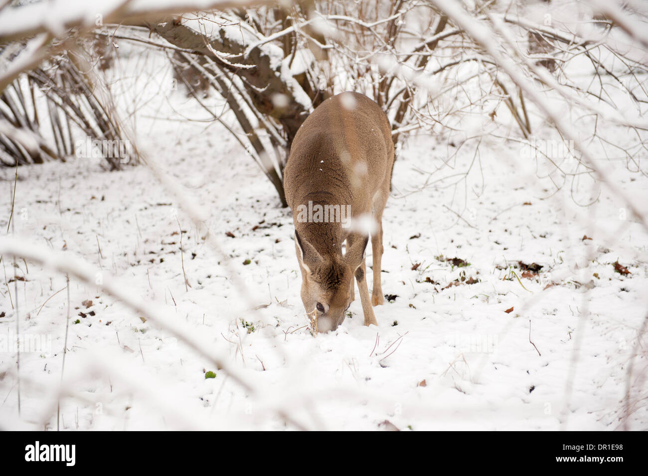 doe eating in snow in Baths Royal Park Stock Photo - Alamy