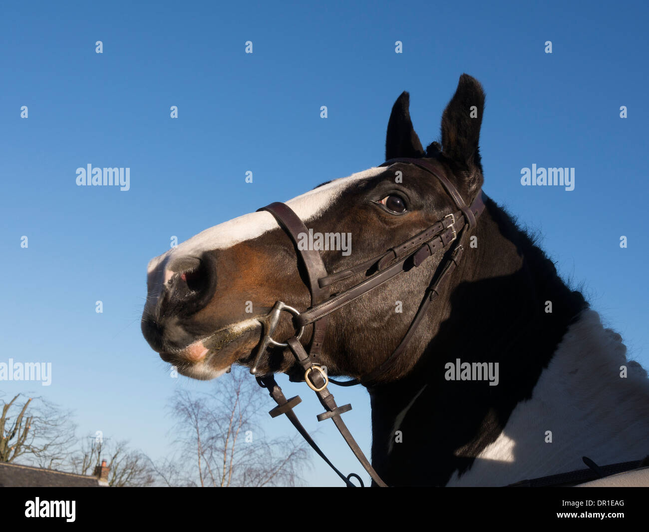 Barlow hunt hi-res stock photography and images - Alamy