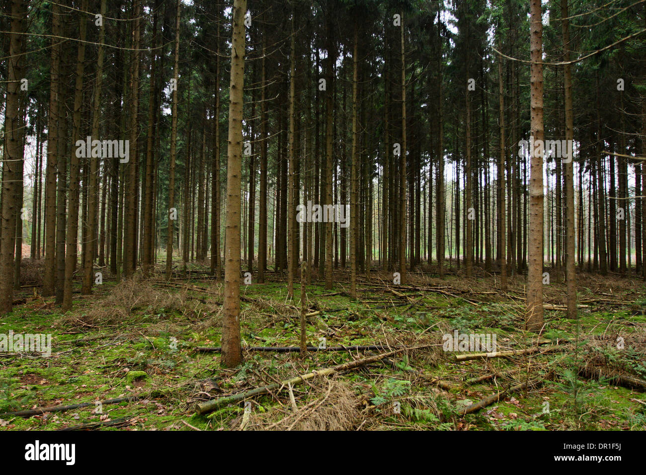 Pine forest clearing hi-res stock photography and images - Alamy