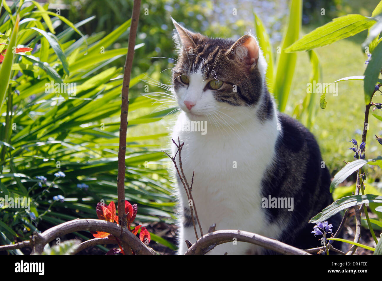 Tabby cat sunbathing Stock Photo - Alamy