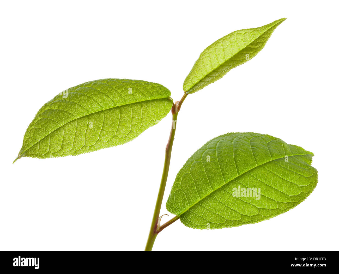 Prunus Padus Leaf