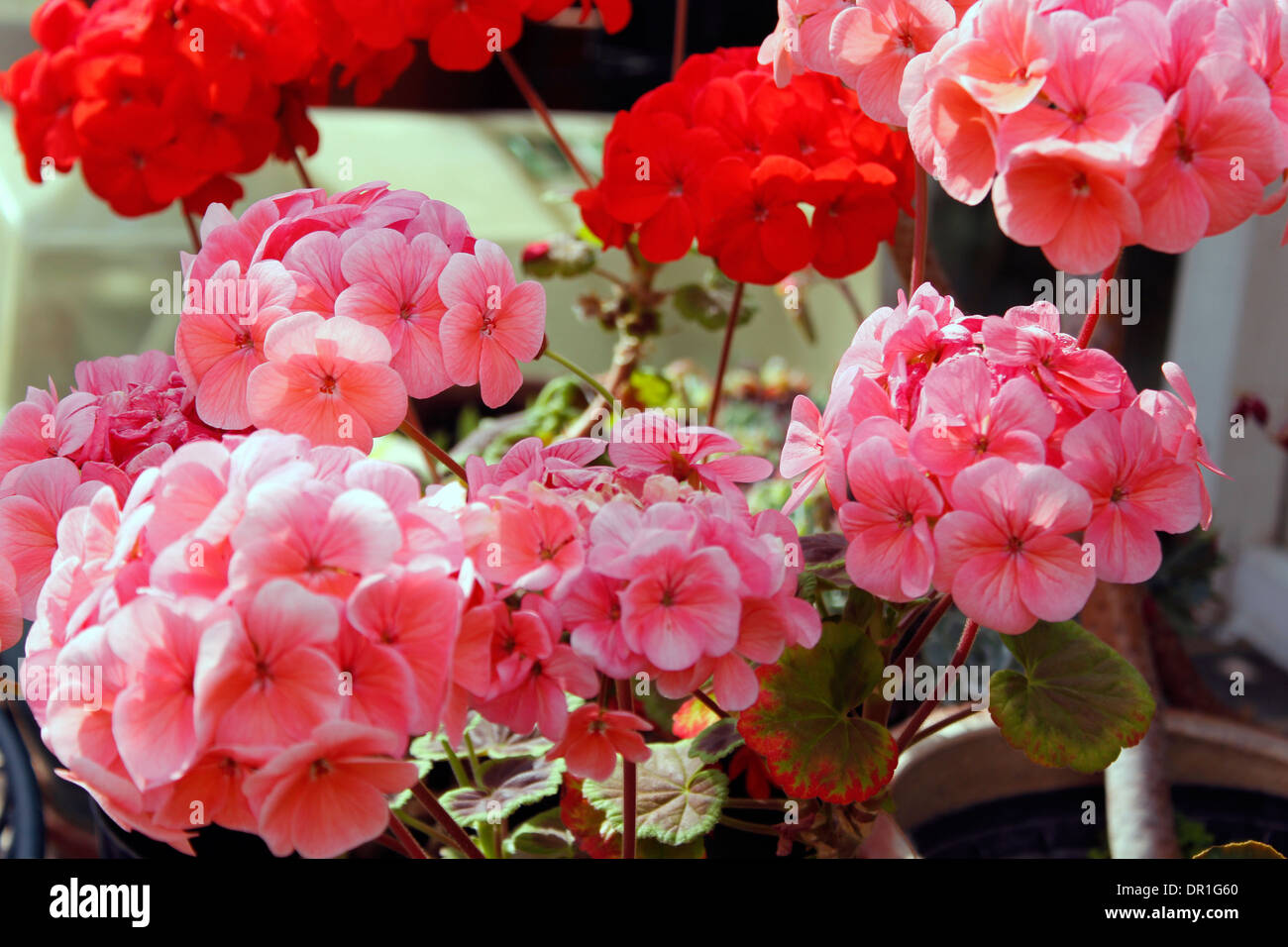 Red geraniums in garden border hi-res stock photography and images - Alamy