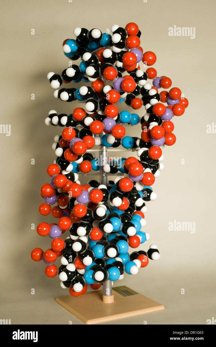 A space-filling model of DNA showing the double-helix structure Stock ...