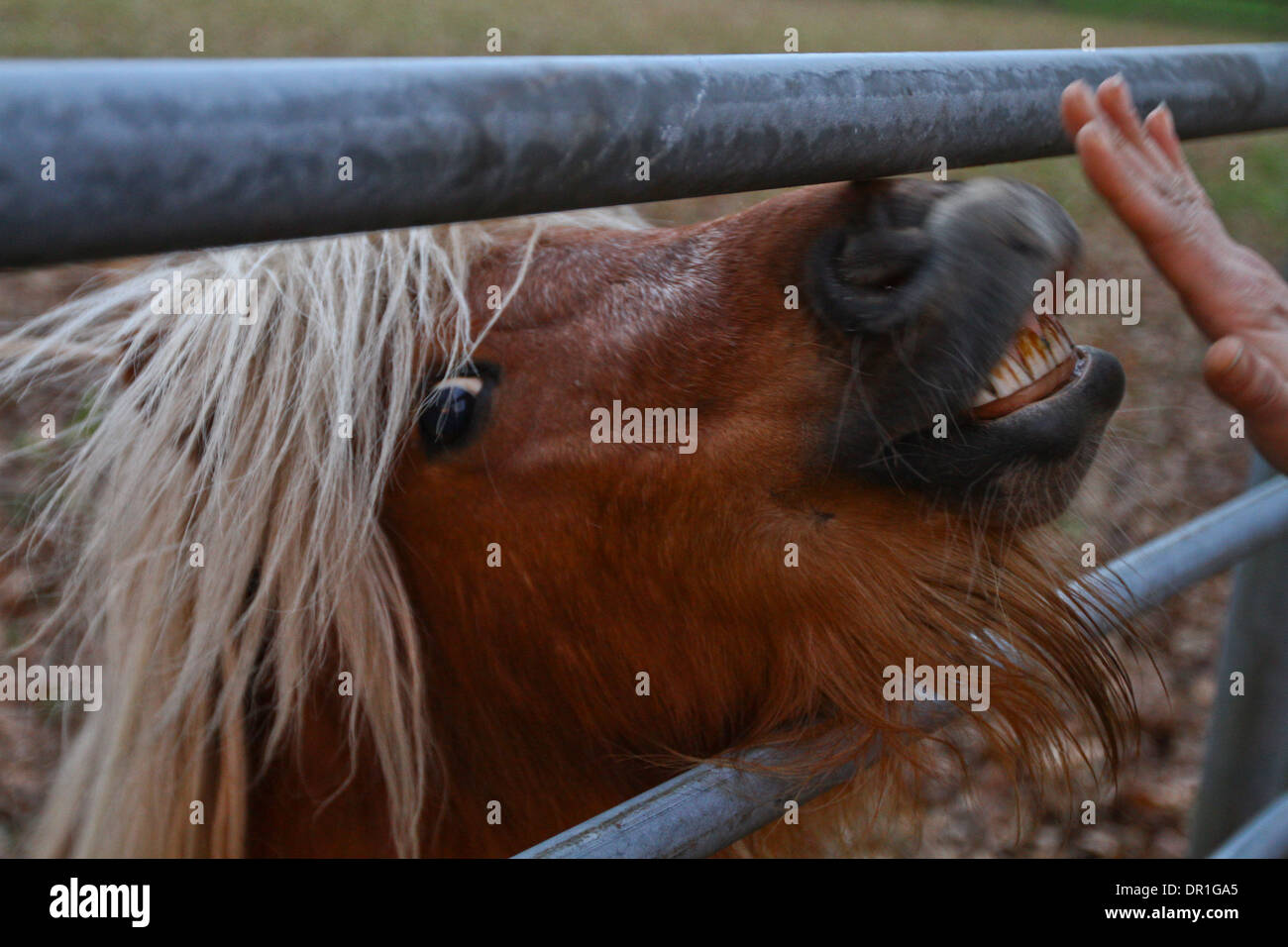 Tan pony gate cute teeth Hand Stock Photo - Alamy