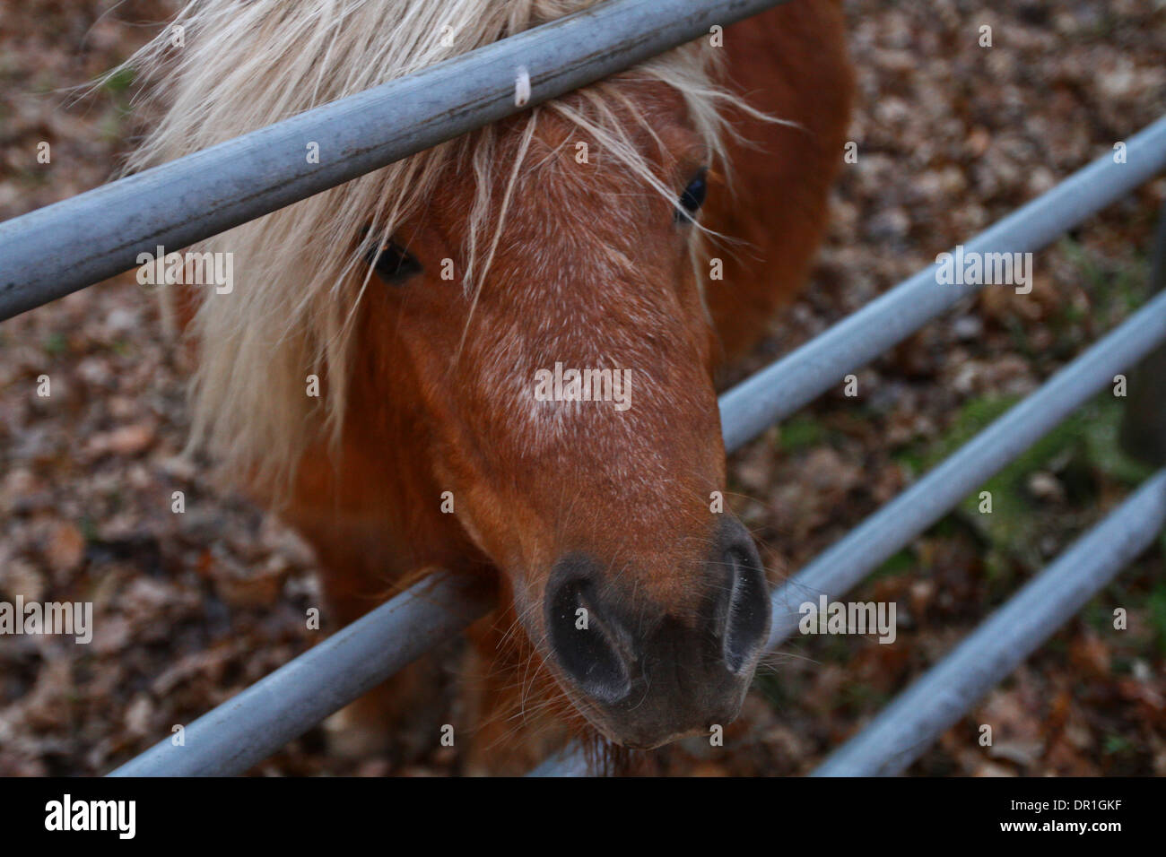 Tan pony gate cute Stock Photo - Alamy
