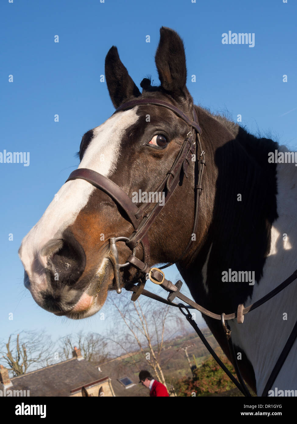 Noble expression hi-res stock photography and images - Alamy