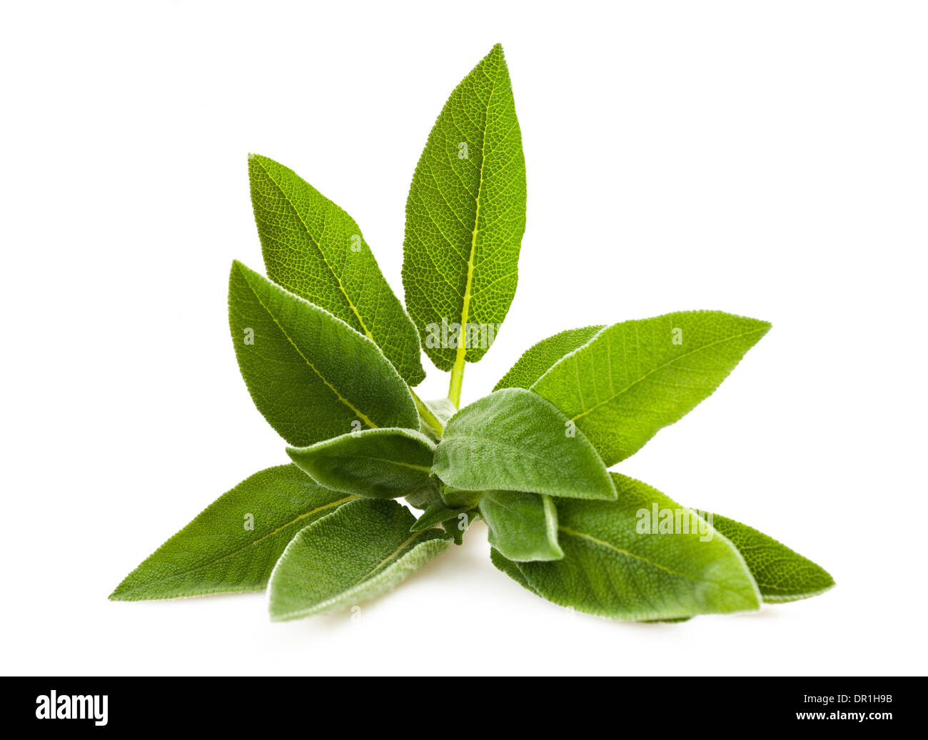 Sprig Fresh Sage Herb High Resolution Stock Photography and Images - Alamy