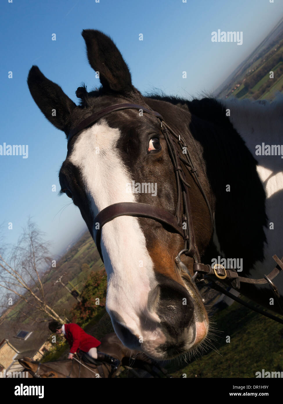 Horses head upright hi-res stock photography and images - Alamy