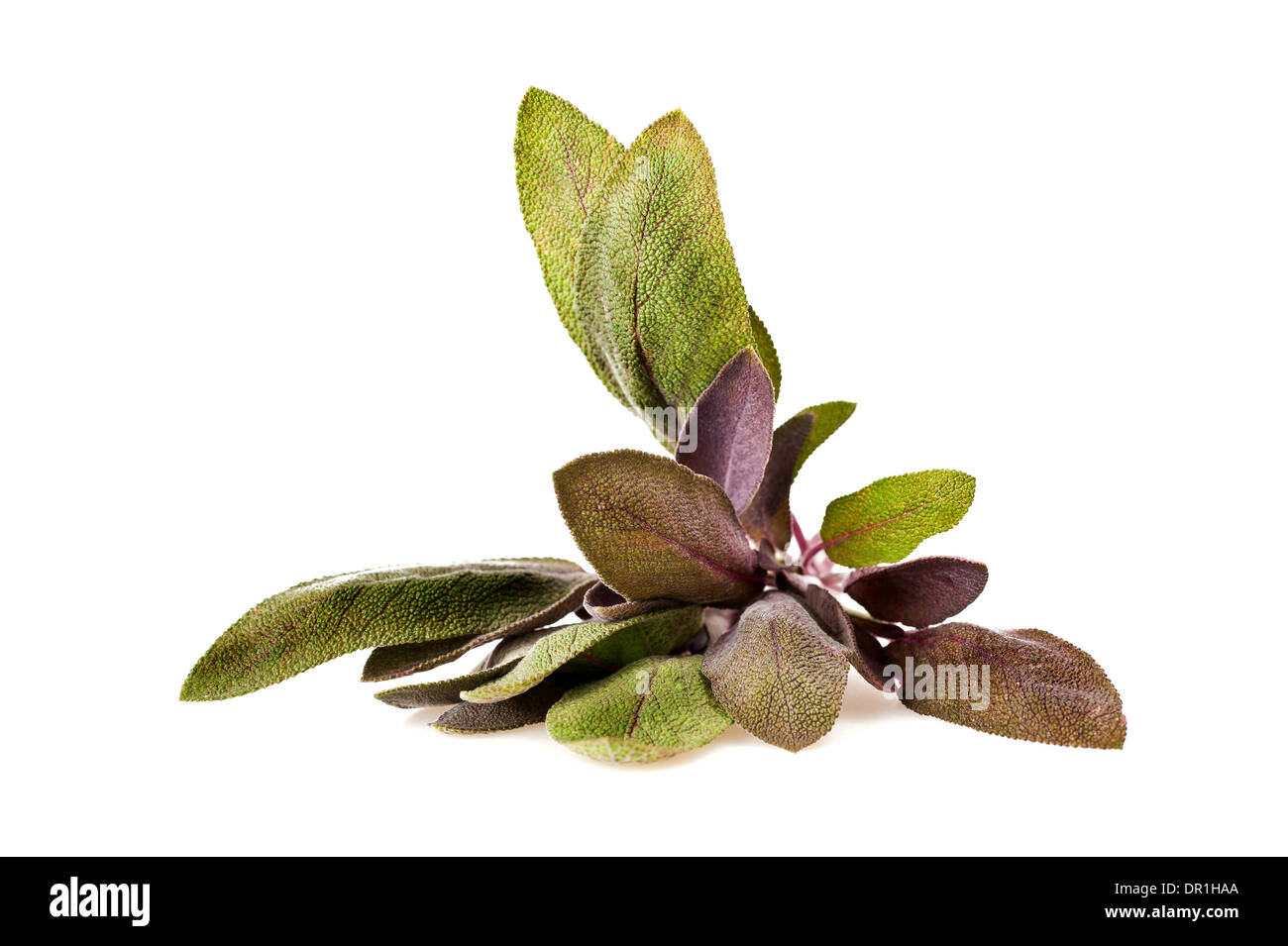 Bunch of red sage isolated on white Stock Photo - Alamy