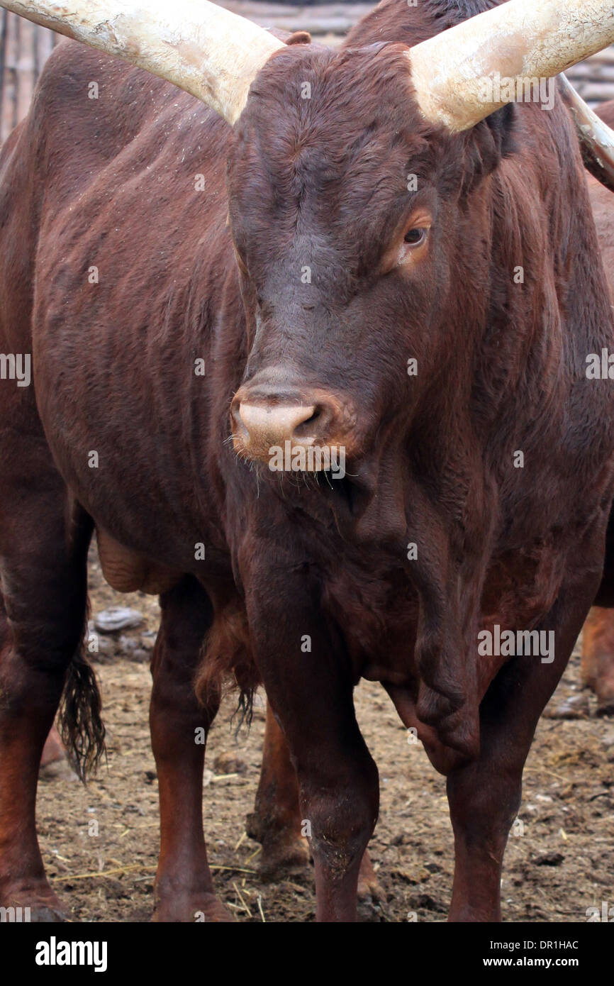 Ankole grazing hi-res stock photography and images - Alamy