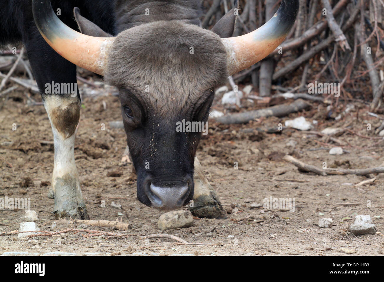 The gaur is the largest bovine and is native to South Asia and ...