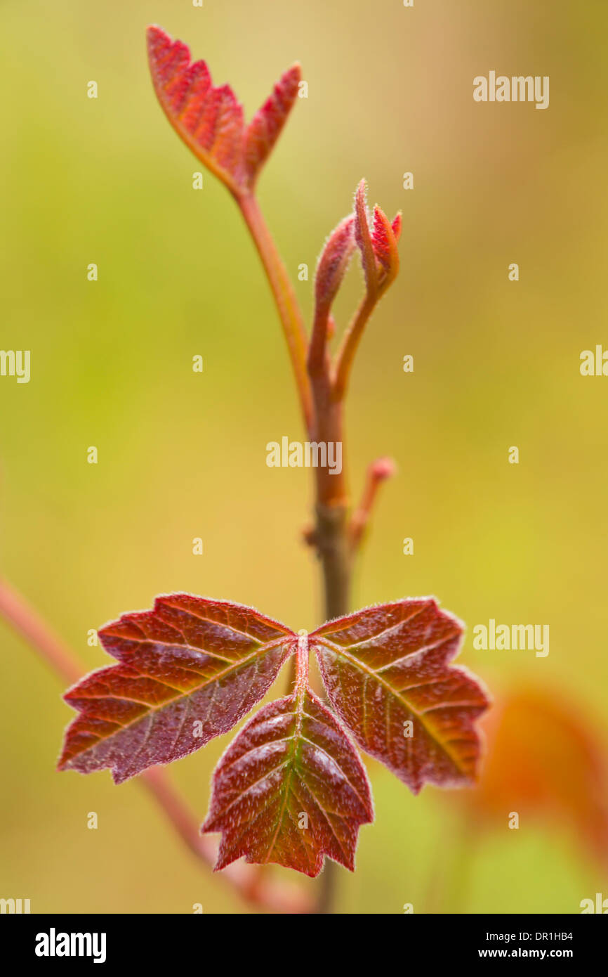 Poison Oak (Rhus diversiloba) growing in the Columbia River Gorge ...