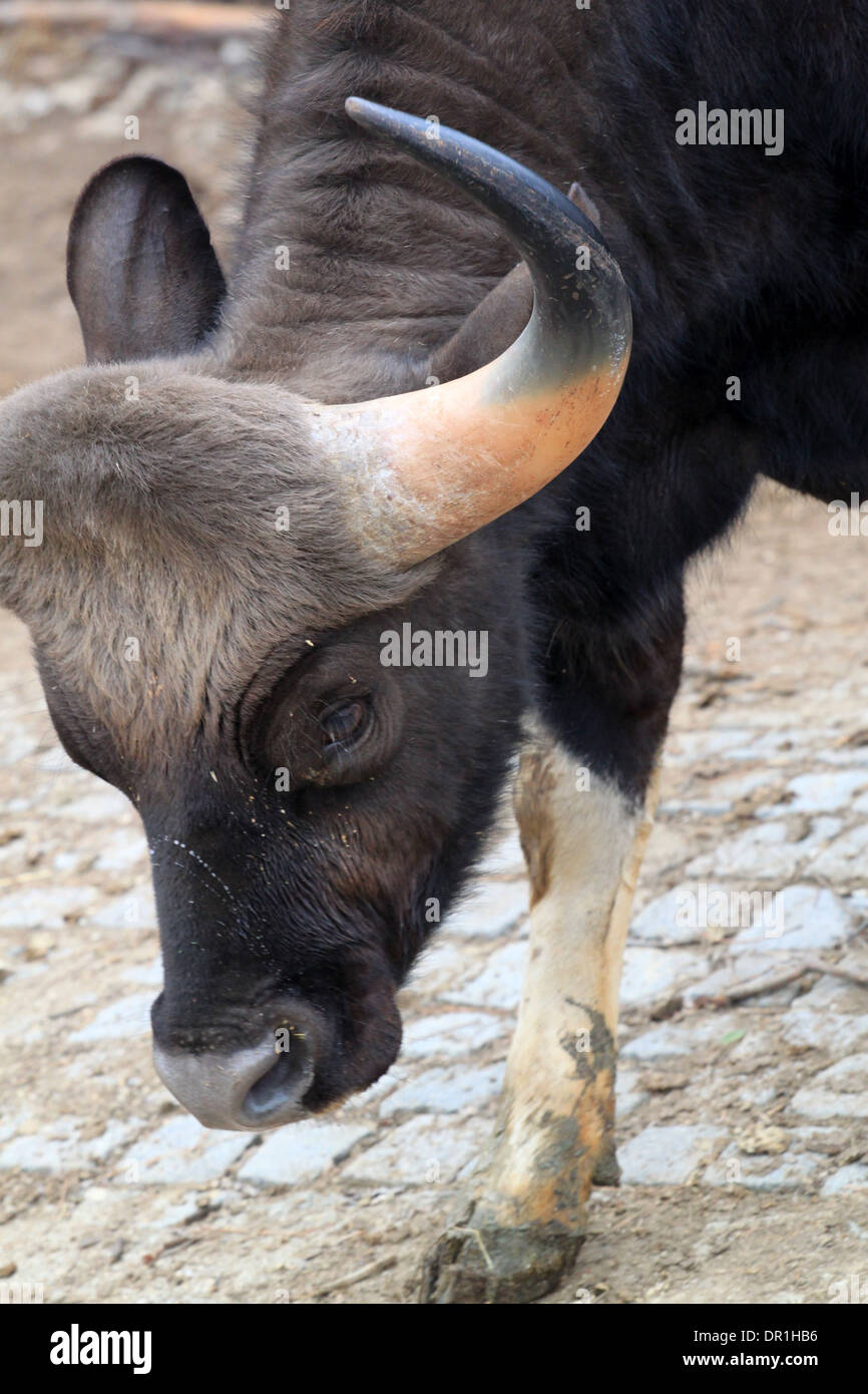 The gaur is the largest bovine and is native to South Asia and ...