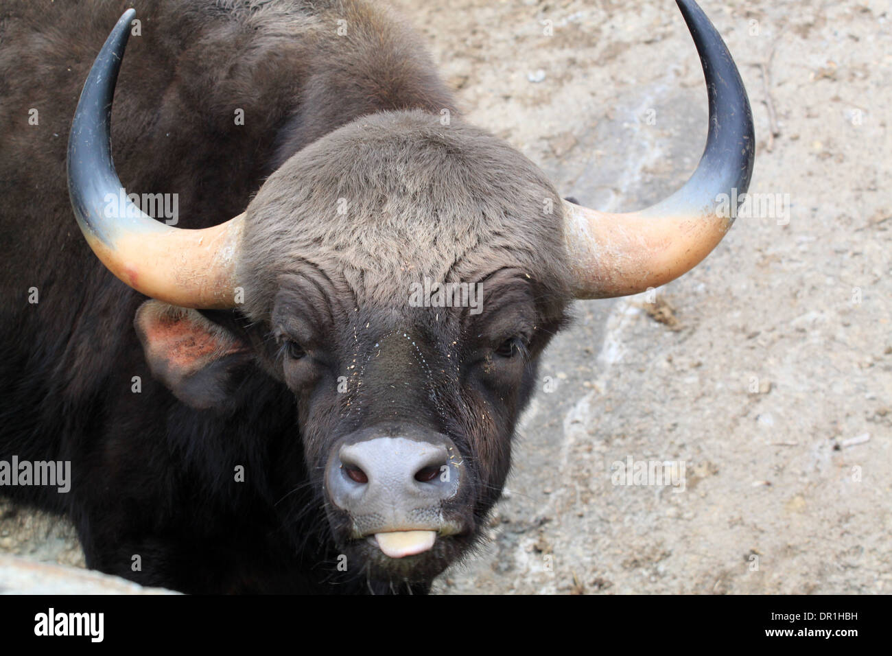 The gaur is the largest bovine and is native to South Asia and ...