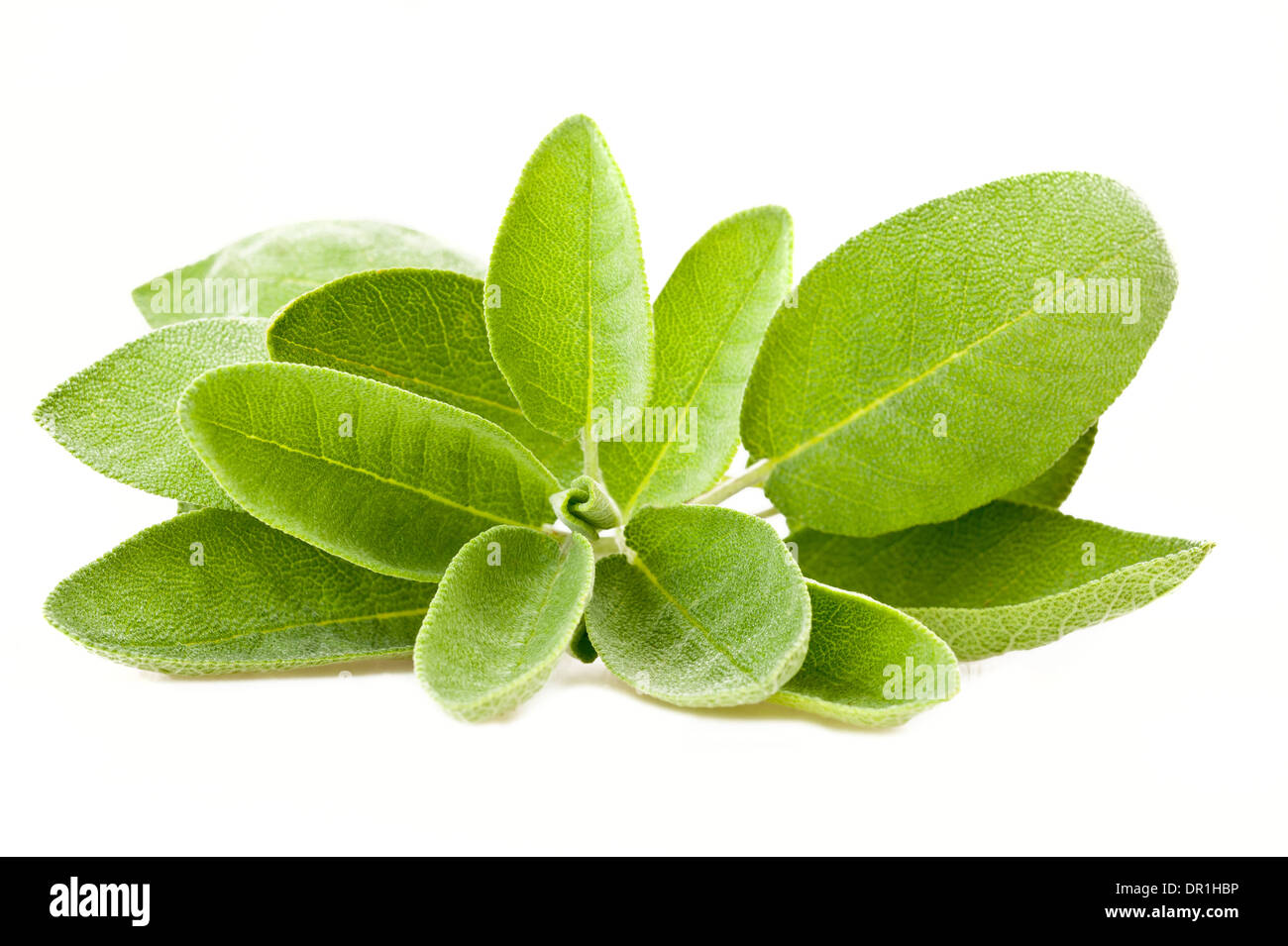 Bunch of sage hi-res stock photography and images - Alamy