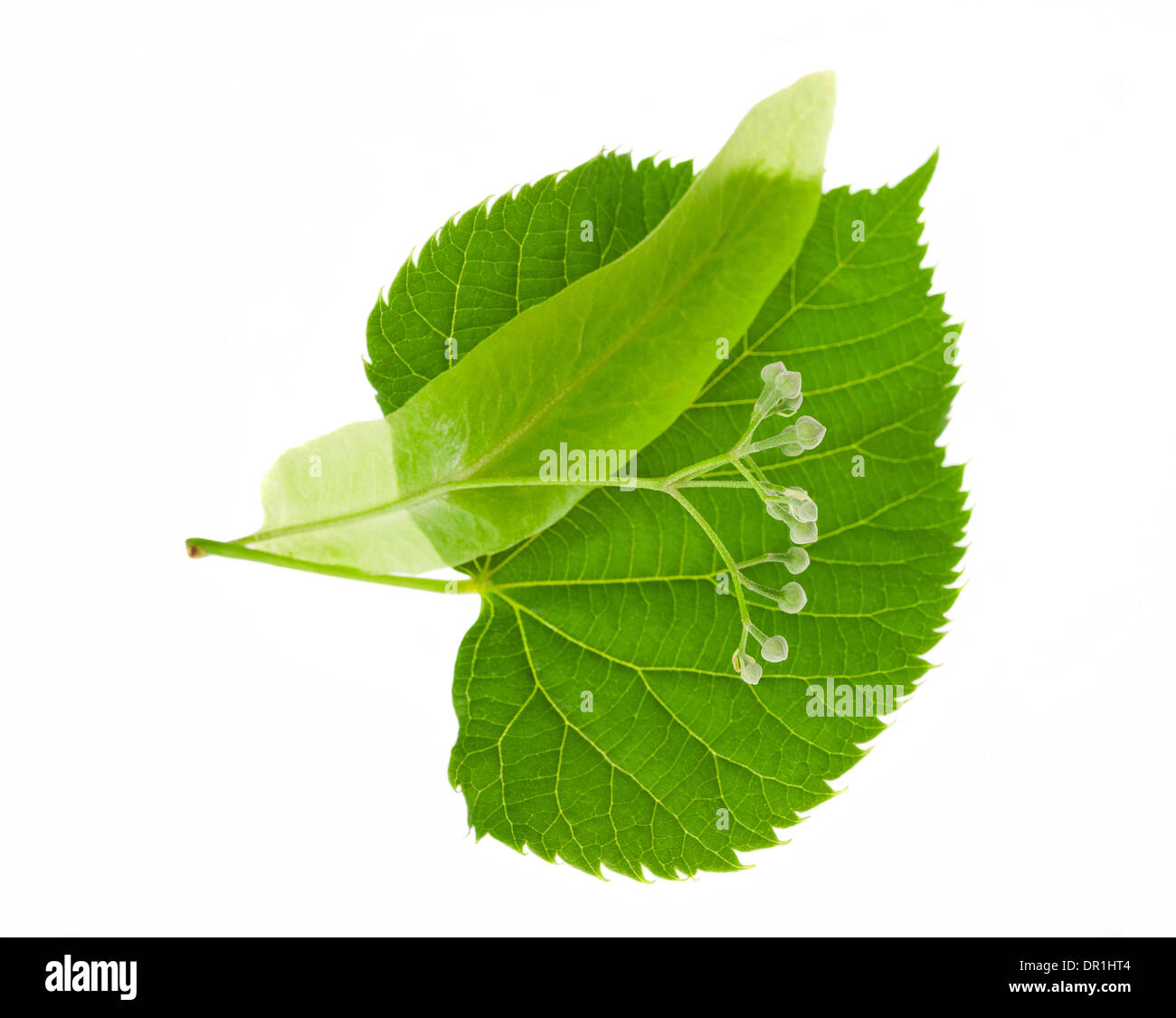 Linden leaf and flowers isolated on white Stock Photo - Alamy