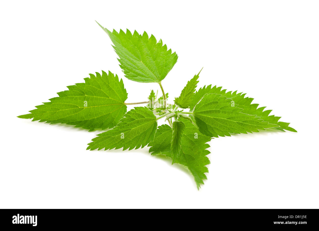 Common stinging nettles Cut Out Stock Images & Pictures - Alamy