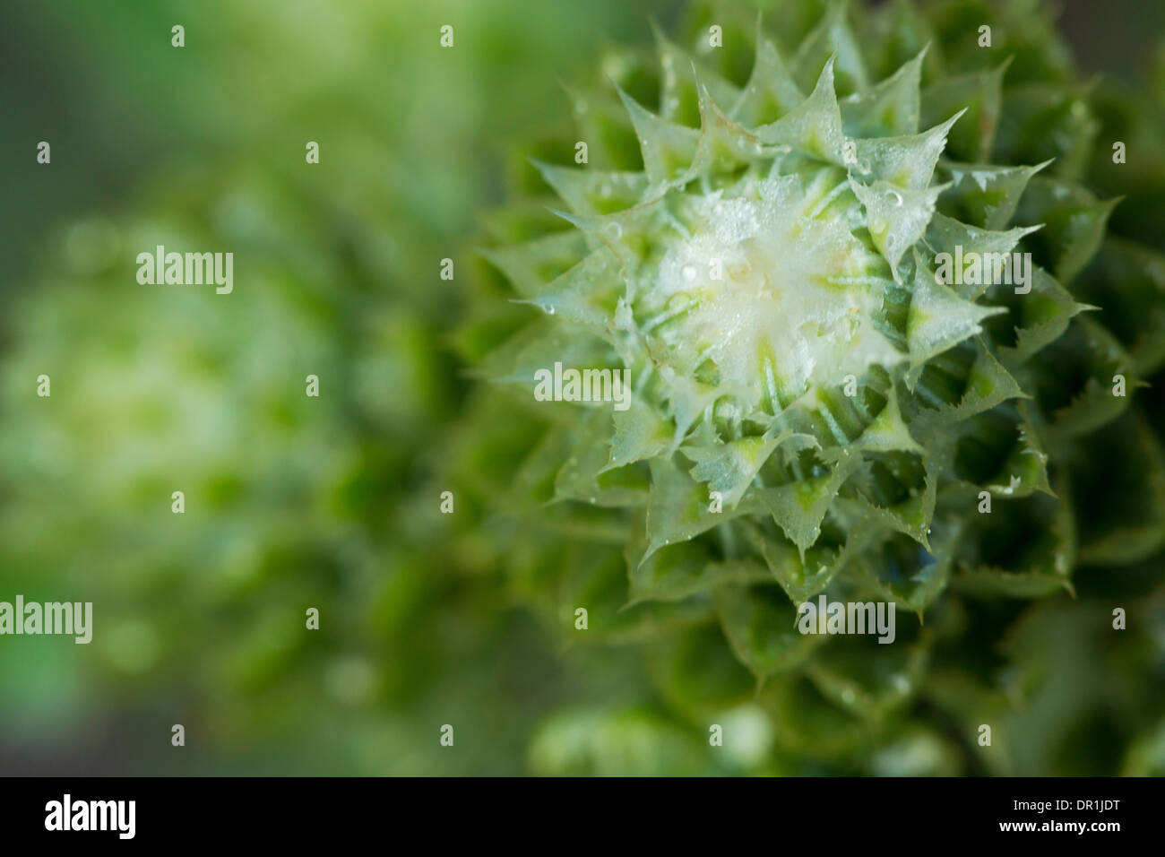 A close up image of young thistle. Oregon, USA Stock Photo - Alamy