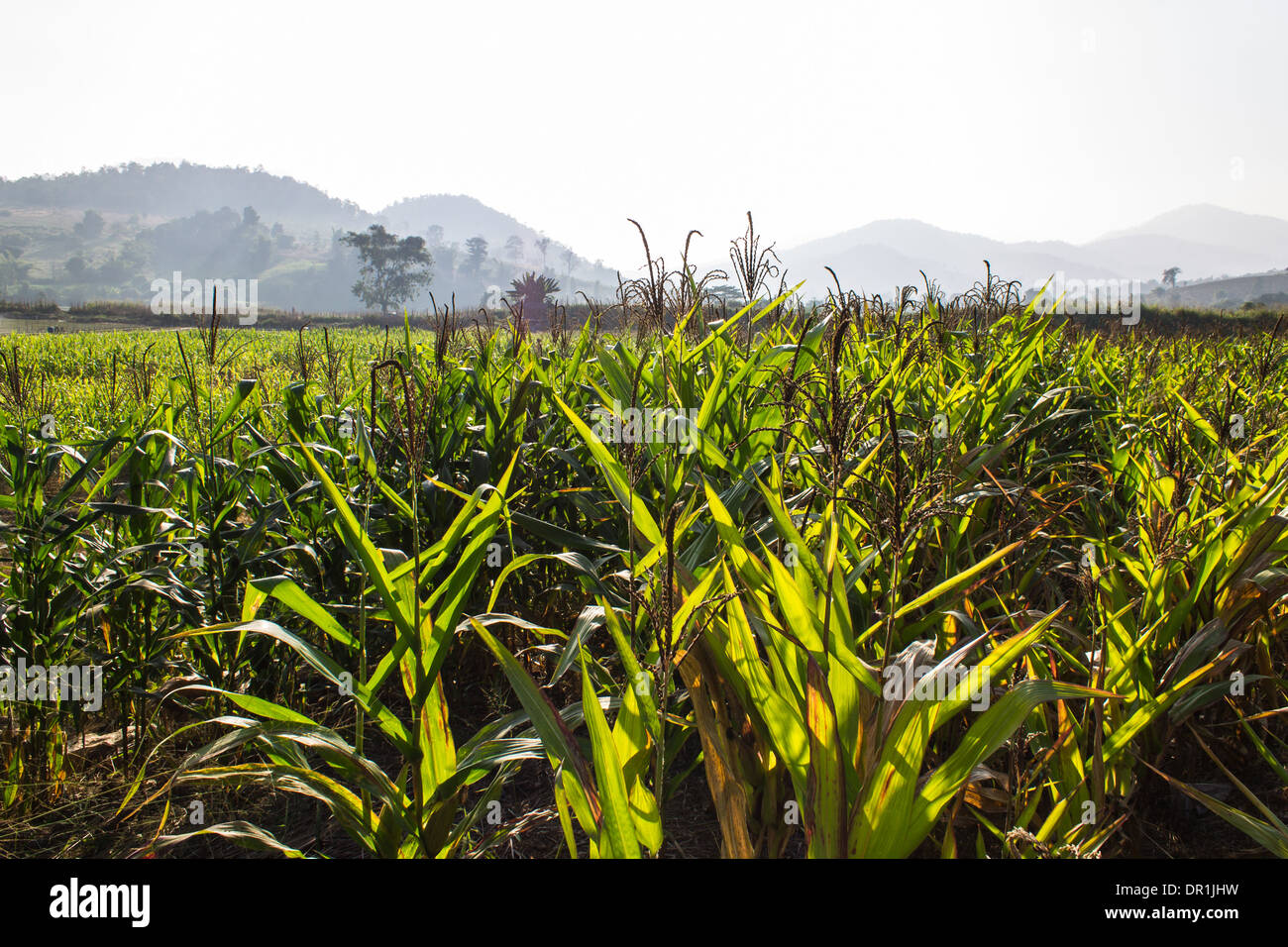 Corn field southeast hi-res stock photography and images - Alamy