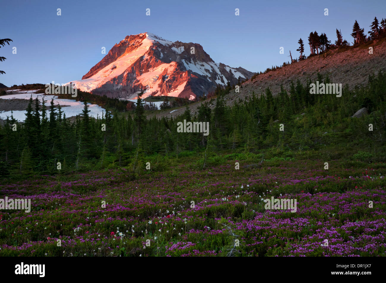 OREGON - Heather, paintbrush and Avalanche lilies blooming at sunrise ...