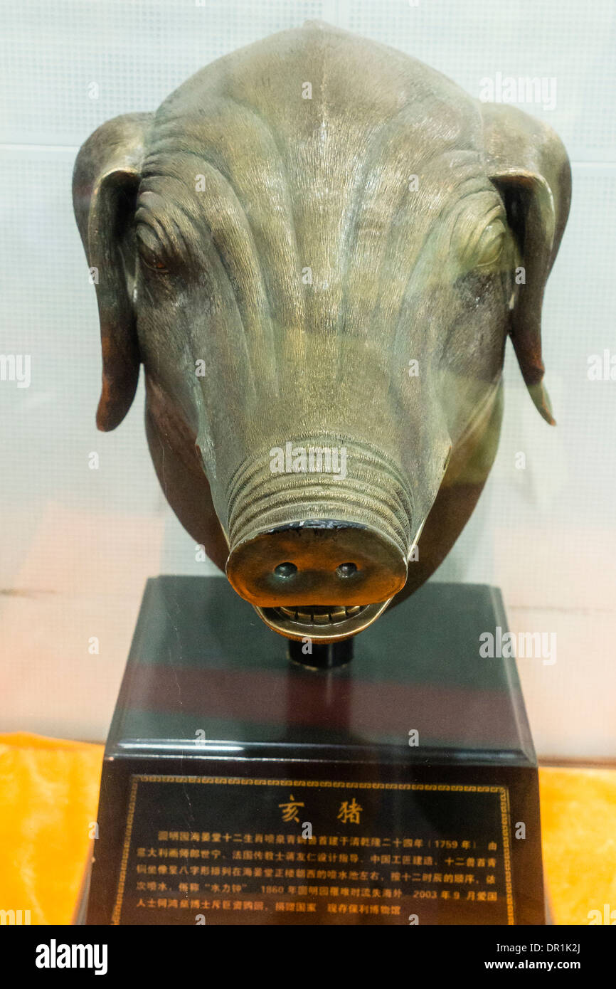 Pig head hi-res stock photography and images - Alamy