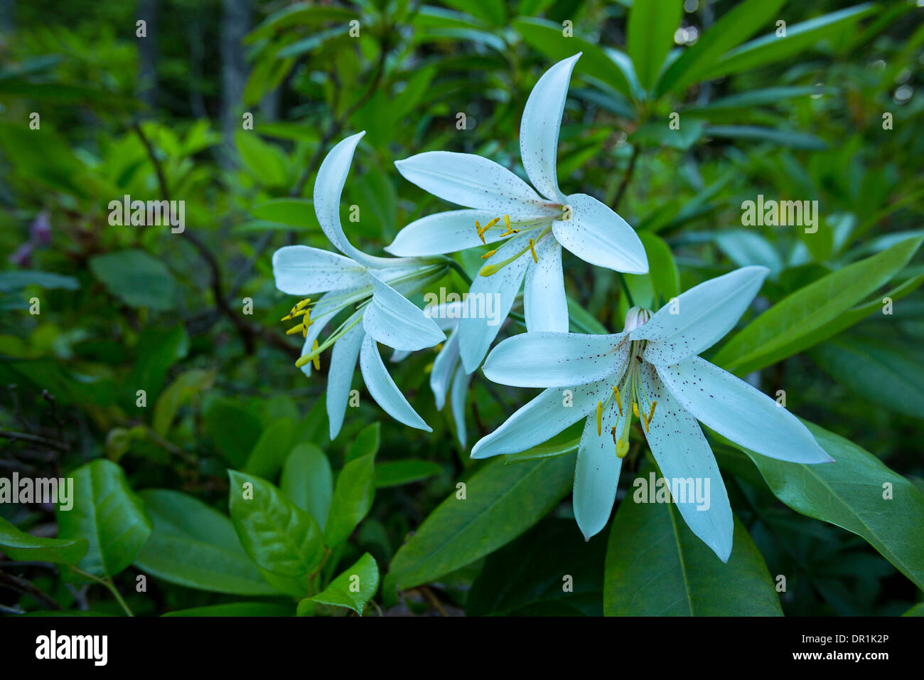 A wild Washington Lily (Lilium washingtonianum) growing amongst the ...