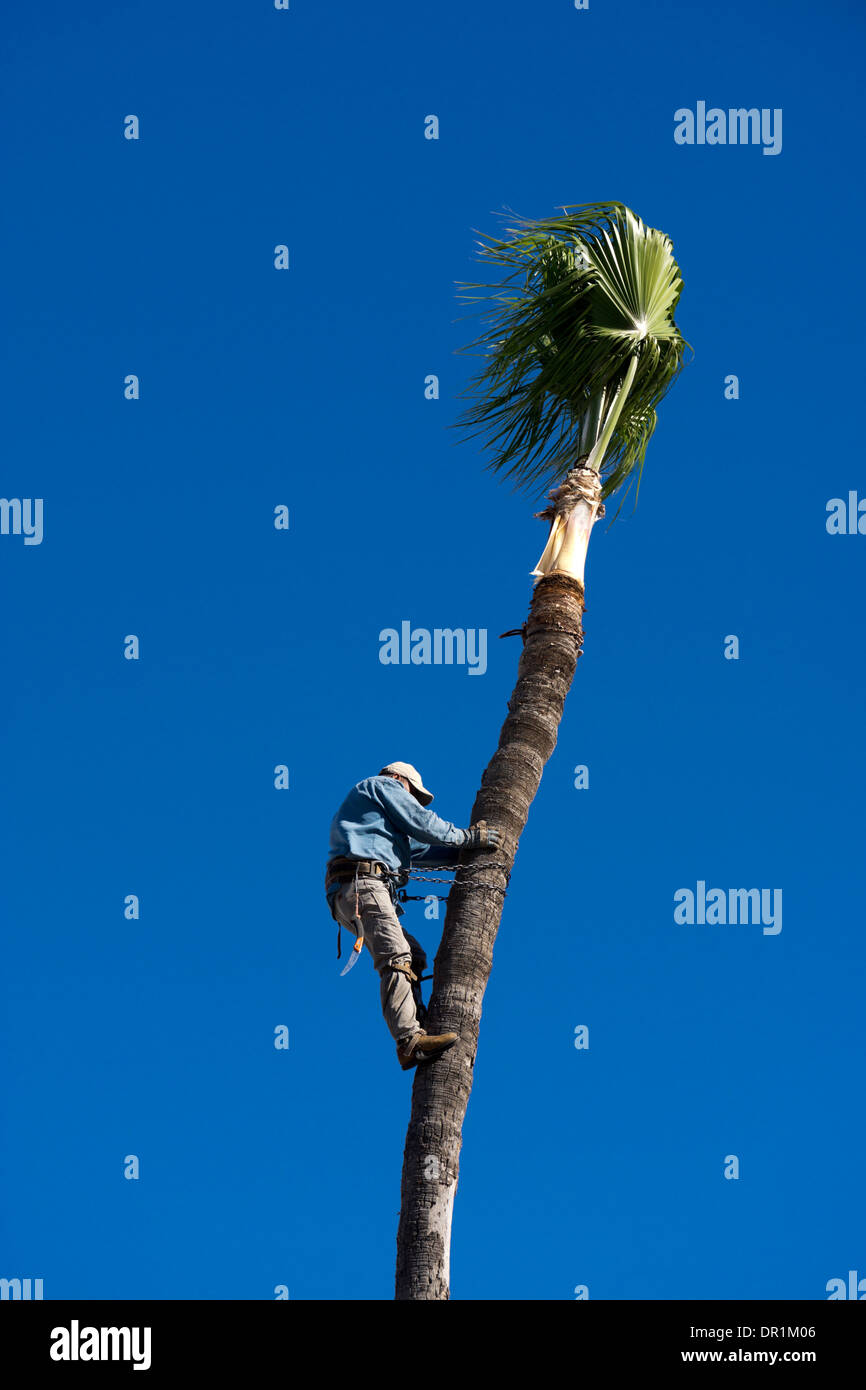 Climbing tall palm tree hi-res stock photography and images - Alamy
