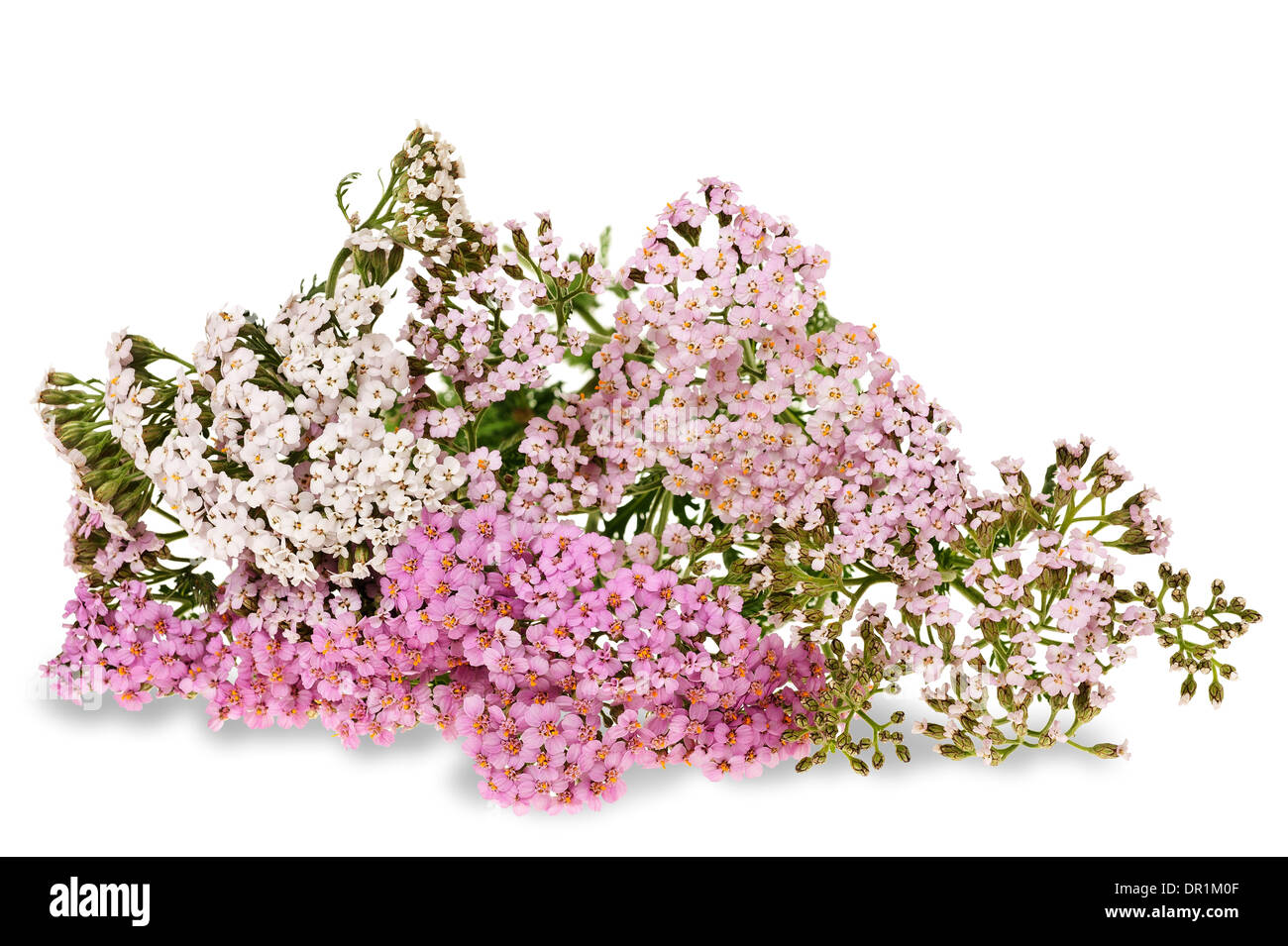 Common White Yarrow Stock Photos & Common White Yarrow Stock Images - Alamy