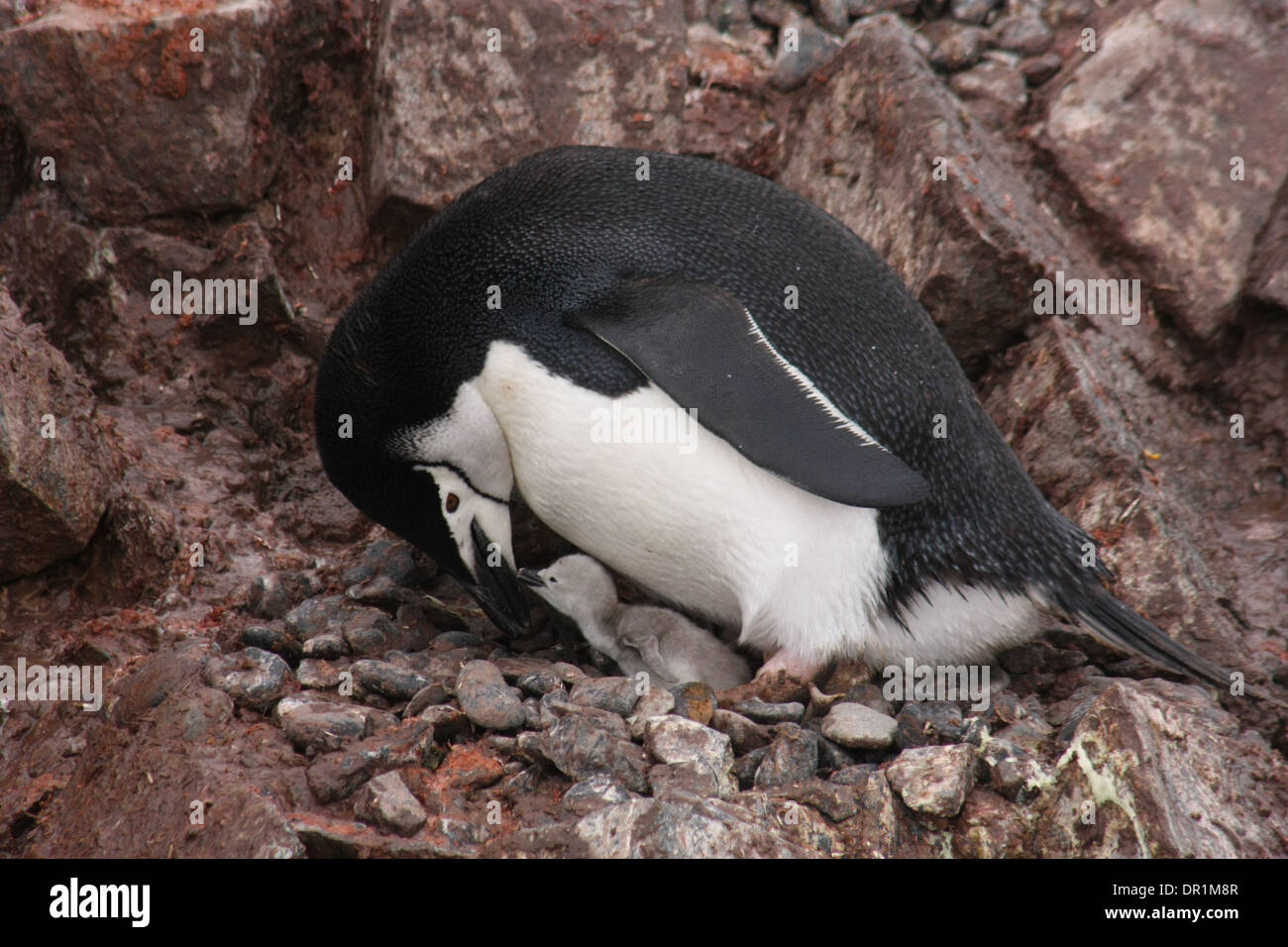 Chinstrap penguin feeding young chick hi-res stock photography and ...